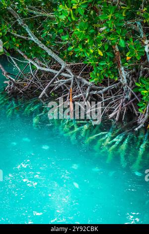 Many Fish on the Ground Stock Photo - Alamy