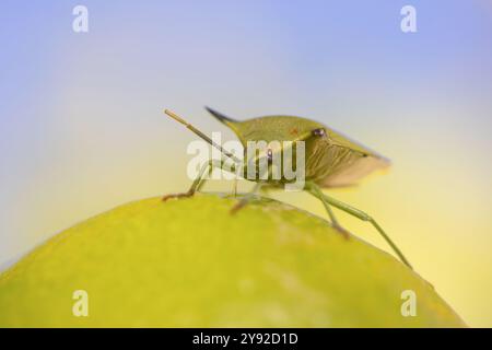 Spined Citrus Bug on lemon, South Australia Stock Photo - Alamy