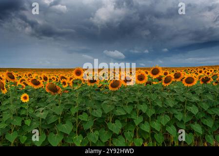 Sunflower (Tournesol) fields in the south of France Stock Photo - Alamy
