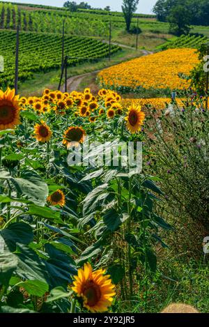 Sunflower (Helianthus annuus) or French Tournesol fields in the south ...