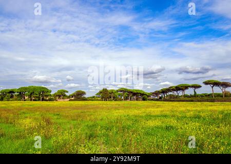 Mediterranean vegetation in the Archeological Park of Ostia Antica ...