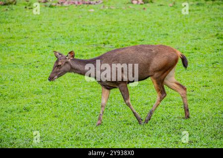 The closeup image of female sambar (Rusa unicolor). It is a large deer ...