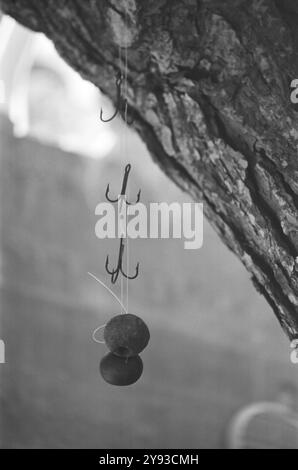 three fishing hooks hanging from a tree with ball float Stock Photo - Alamy