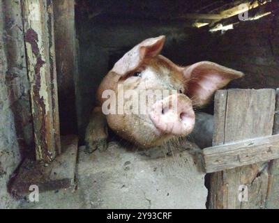 A pig in a barn poses for the camera. The animal lifts its nose and ...