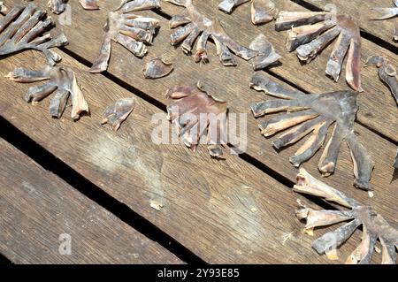 row of dried stingray fish background Stock Photo - Alamy