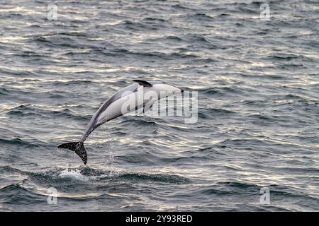 Pacific White-sided Dolphins, Lagenorhynchus obliquidens, swim near ...