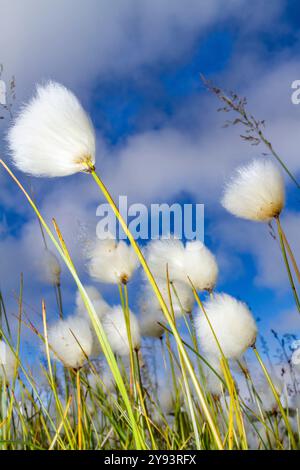 Arctic cotton grass (Eriophorum callitrix) flowering Stock Photo - Alamy