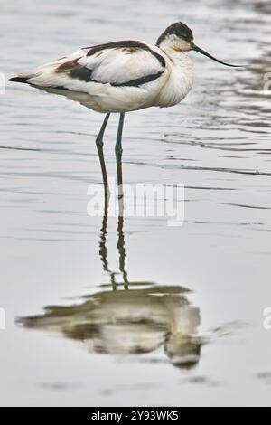 An avocet (Recurvirostra avosetta), at Brownsea Island, a nature ...