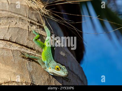 Antiguan Anole Lizard (Anolis Leachii), Bermuda, North Atlantic, North ...