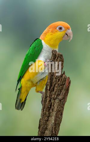 The black-legged parrot (Pionites xanthomerius), also known as the ...