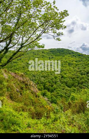 The woods above the river Teign and Sharp Tor near Castle Drogo Devon ...