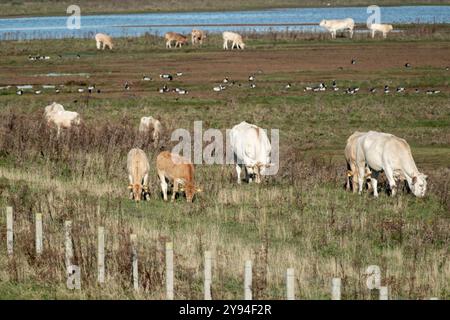 Light beige cows graze on salt marshes Stock Photo - Alamy