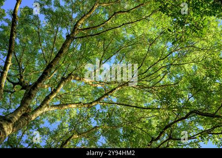 A beautiful shot of a canopy of green trees Stock Photo - Alamy