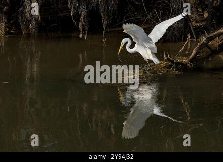 A Great Egret Outstretched with Fish Stock Photo - Alamy