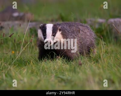 Badger looking straight at the camera [meles meles ] Stock Photo - Alamy