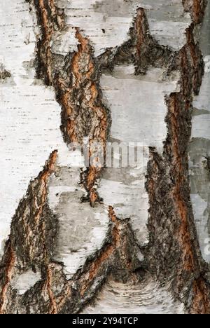 Wood textures Cracked pattern background Stock Photo - Alamy