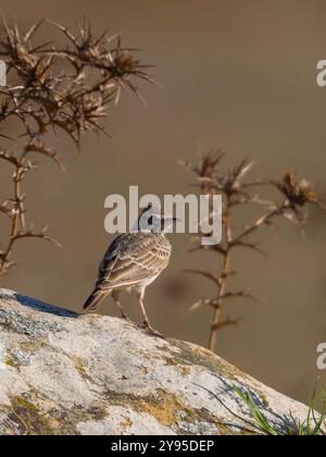 a closeup of a lark bird on a rock Stock Photo - Alamy