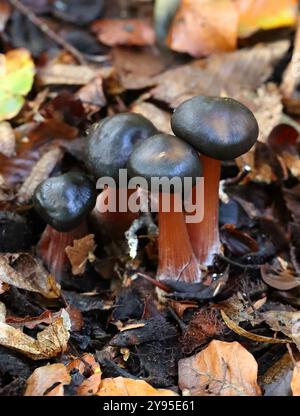 Butter Cap Fungus or Buttery Collibia, Rhodocollybia butyracea var ...
