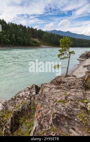 Small pine tree grows at rocky coast of Katun river, Siberian landscape ...