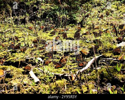 Monarch butterfly / Mariposa monarca Stock Photo - Alamy