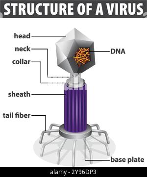 Detailed diagram of a virus structure Stock Vector Image & Art - Alamy