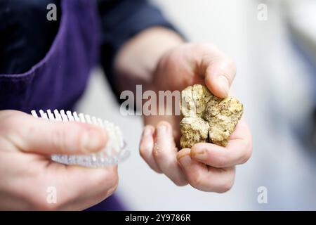 Truffle (tuber magnatum pico). Cleaning a white truffle in a restaurant ...