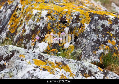 Lichen-covered rocks with pink wildflowers and grasses on Isle of Carna ...