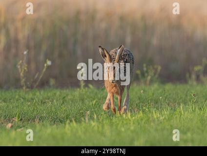 A strong healthy Brown Hare Leveret ( Lepus europaeus) with huge ears ...