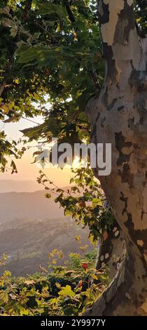 Sunset through a Sycamore tree in Cley next the Sea; Norfolk; UK Stock ...