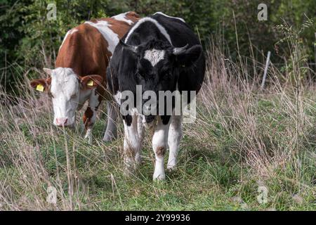 Italian Red Spotted Cow and Black Cow with White Spots Grazing on a ...