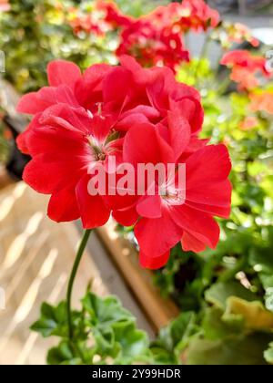 red geranium flower with raindrops on the petals. Close-up Stock Photo ...