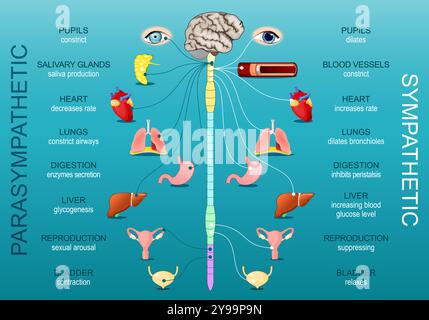 Sympathetic and parasympathetic nervous system. Difference and ...