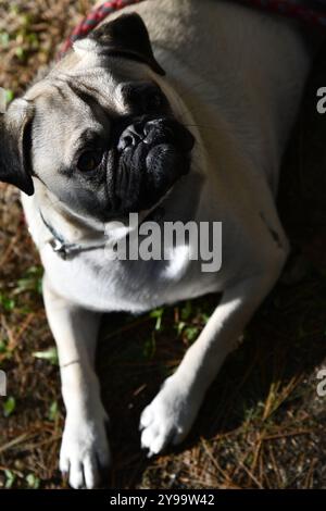 Pug dog posing for pictures with attitude Stock Photo - Alamy