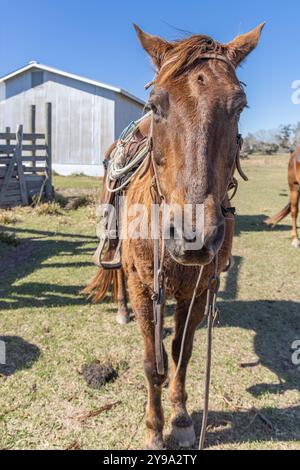 Yoakum, Texas, United States. Horse with a saddle and lariat, or lasso ...