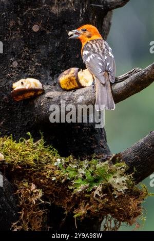 Male Flame-colored Tanager (Piranga bidentata), San Gerardo de Dota ...