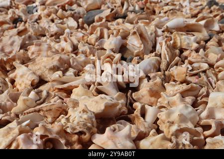 Shell Cemetery Beach, Santa Maria, Sal, Cape Verde, Africa: Beach made ...