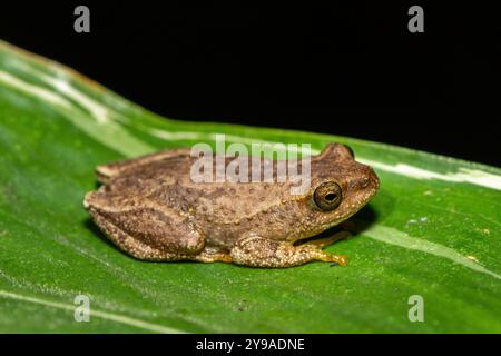 Angolan Reed Frog (Hyperolius parallelus Stock Photo - Alamy