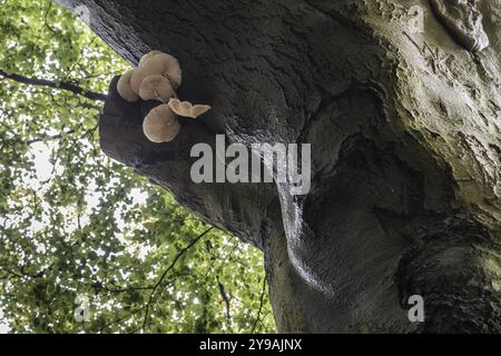 Ringed beech slime moulds (Oudemansiella mucida), Emsland, Lower Saxony ...