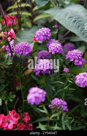 Purple Candytuft Flowers (Iberis umbellata Stock Photo - Alamy