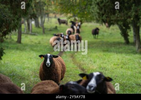 A closeup of fluffy sheep in a flock with sunlight Stock Photo - Alamy