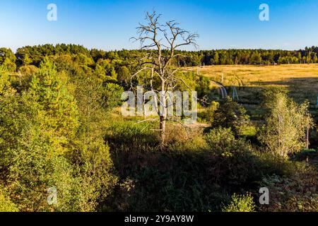 Dried dead tree with branches sticking out in all directions Stock ...