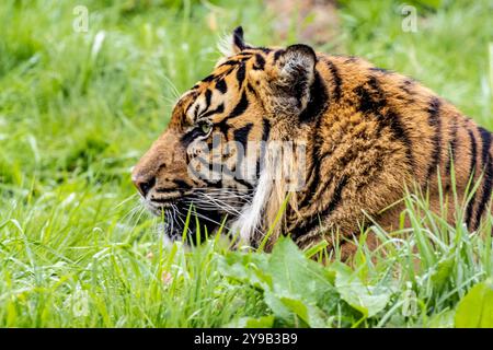 Sumatran tiger at Chester Zoo 16th april 2023 photo by chris wynne ...