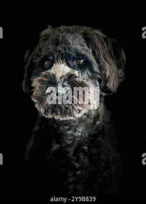 Small cross breed dog isolated on white Stock Photo - Alamy