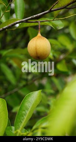 NUTMEG TREE WITH FRESH AND RIPE NUTMEG FRUITS Stock Photo - Alamy