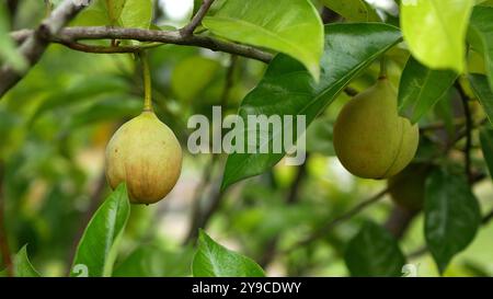 Several yellowish nutmeg fruits hanging on the branch, surrounded by ...