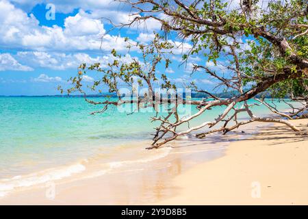 Seascape. Tropical tree branches hang over sea water on sandy beach ...