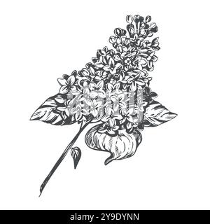 Vector lilac branches in engraving technique. Linear sketch in black ...