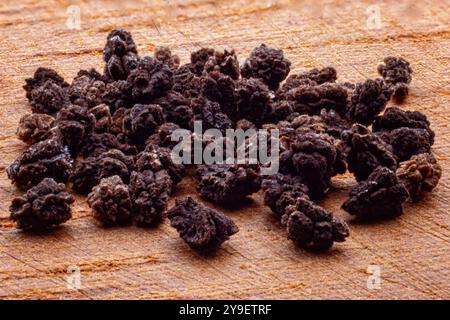 Trailing Snapdragon (Maurandya scandens), Plantaginaceae. Perennial ...