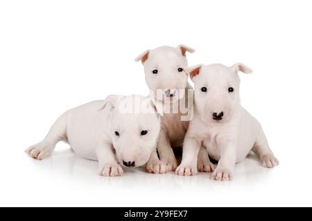 Three adorable white Miniature Bull Terrier puppies lie on a white ...
