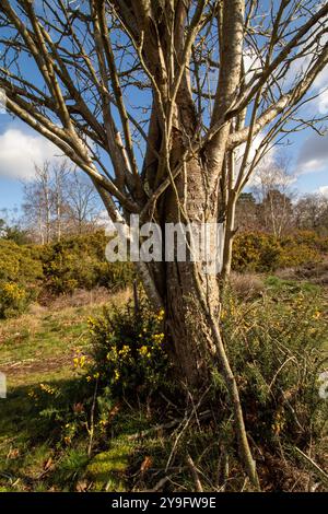 Intimate spring landscape at Keston Common with Gorse, tree and lovely ...